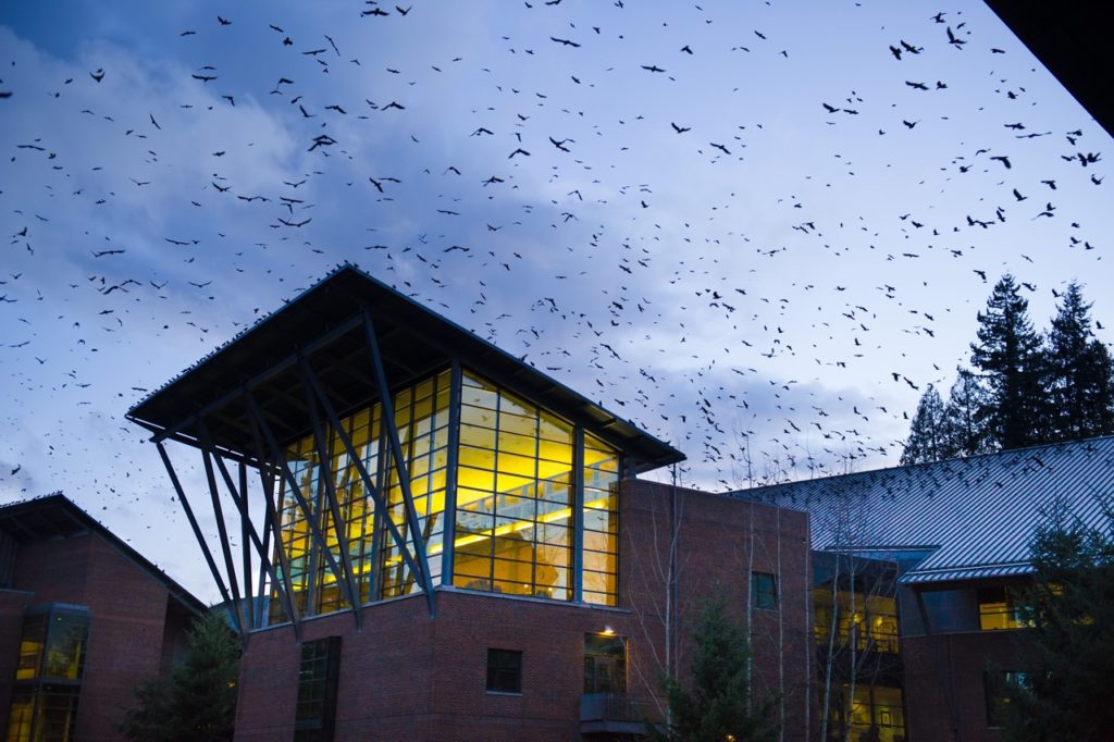 A night to caw about: Crow Watch 2023 on Nov. 15 | MLTnews.com